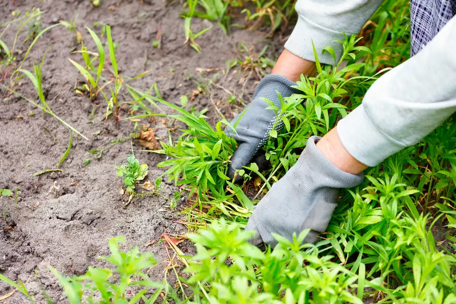 Common Signs of a Weed Infestation in Lawns - ALL New Landscaping LLC